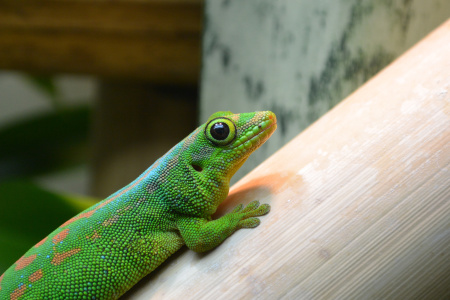 Events | British Herpetological Society