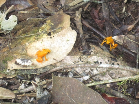 Golden Mantella Frog | British Herpetological Society